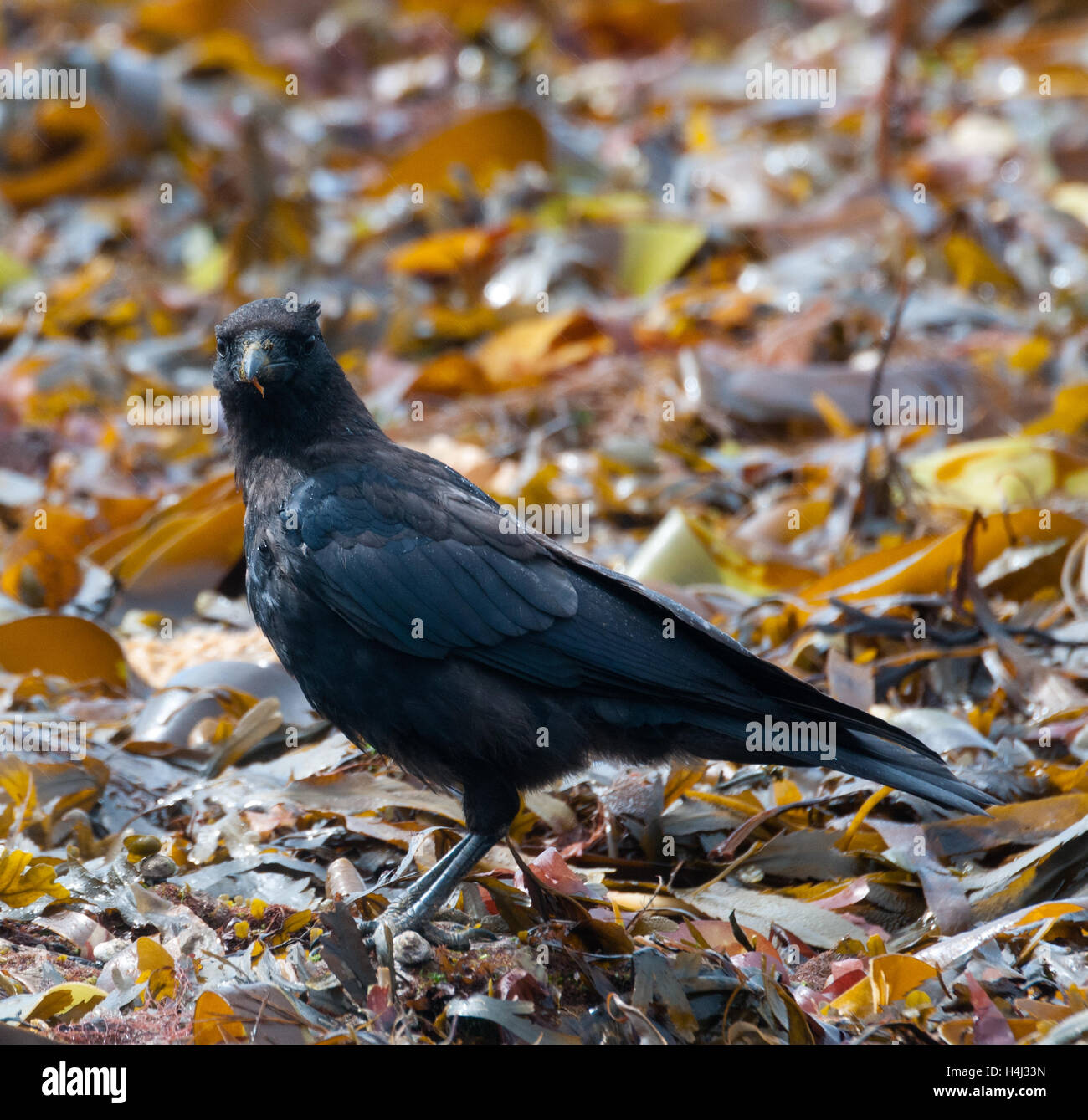 Crow (Corvus corone) amongst sea weed Stock Photo - Alamy