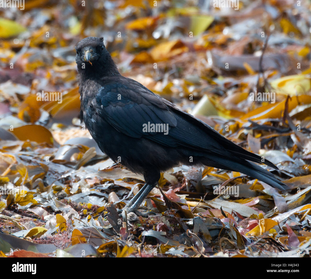 Crow (Corvus corone) amongst sea weed Stock Photo - Alamy