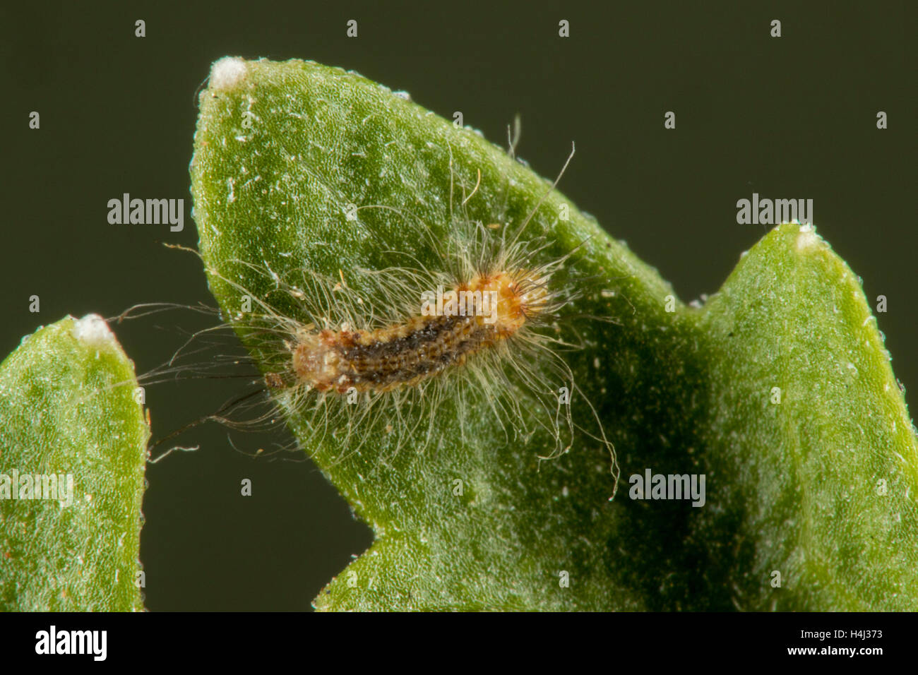 Arizona Metalmark Calephelis arizonensis Pena Blanca Lake, west of ...