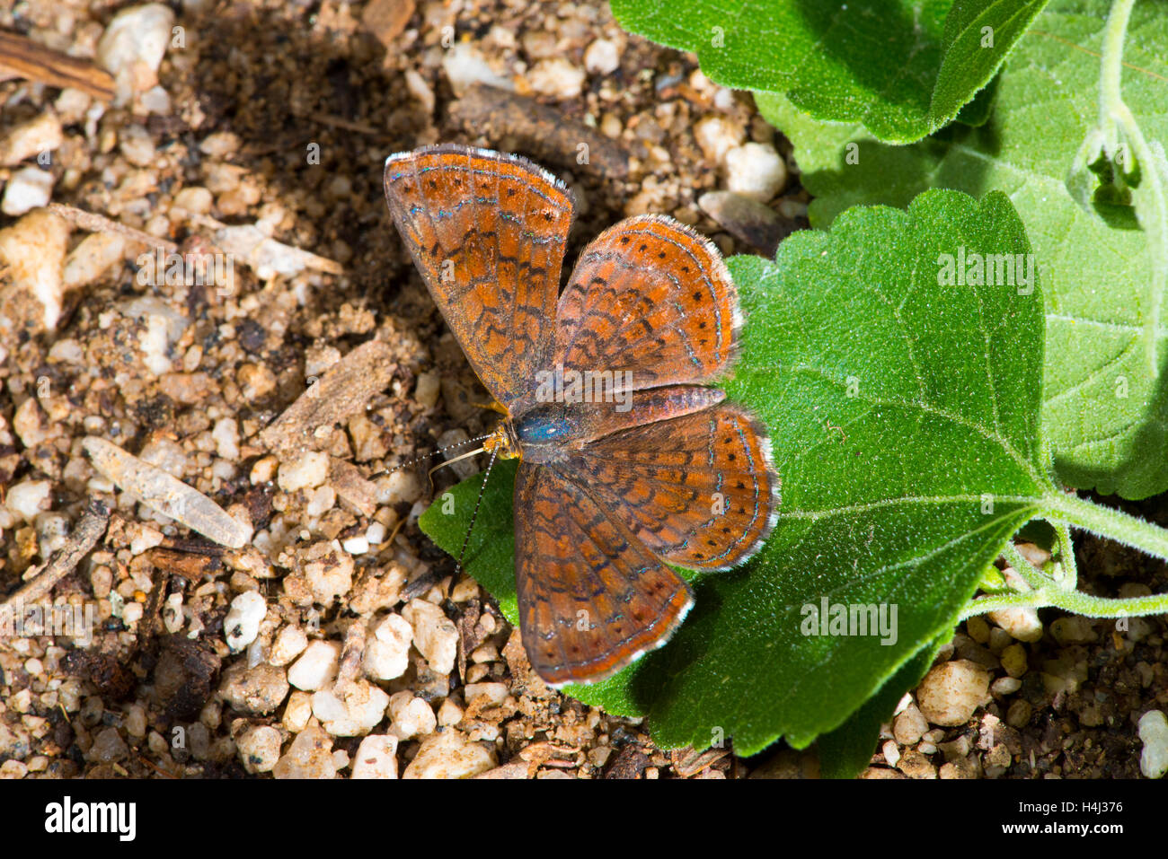 Arizona Metalmark Calephelis arizonensis Pena Blanca Lake, west of ...