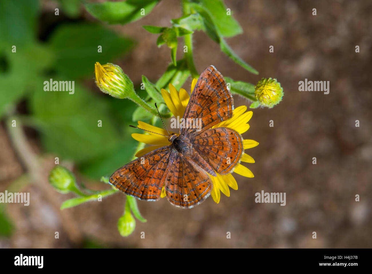 Arizona Metalmark Calephelis arizonensis Pena Blanca Lake, west of ...