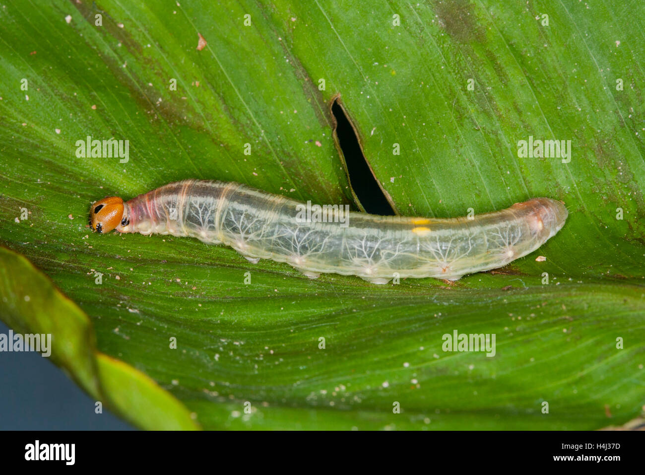 Brazilian Skipper Calpodes ethlius Dallas, Texas, United States 25 ...