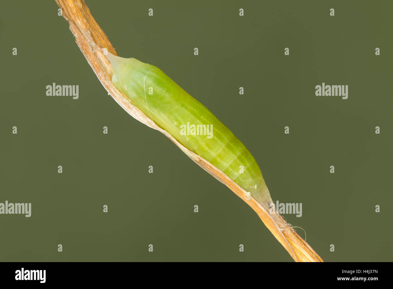 Skipper butterfly pupa hi-res stock photography and images - Alamy