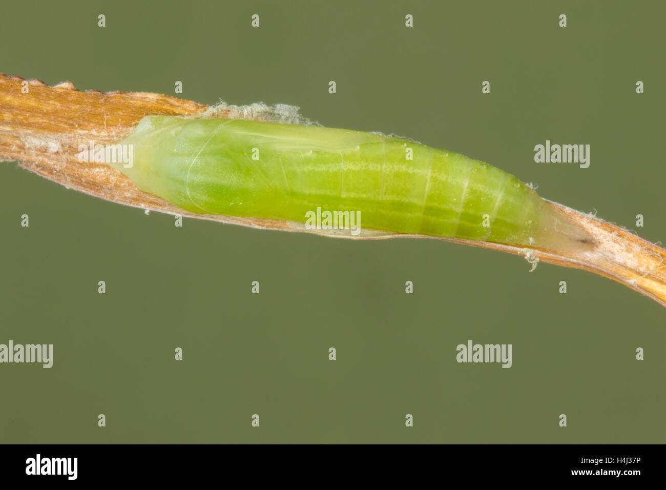Eufala Skipper Lerodea eufala Tucson, Arizona 10 October 2016 chrysalis ...