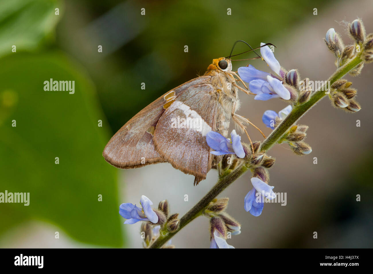 Gold-spotted Aguna Aguna asander Sayulita, Nayarit, Mexico 19 January ...