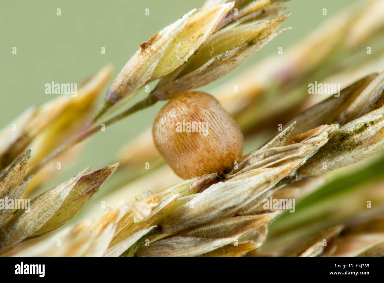Butterfly ovum High Resolution Stock Photography and Images - Alamy