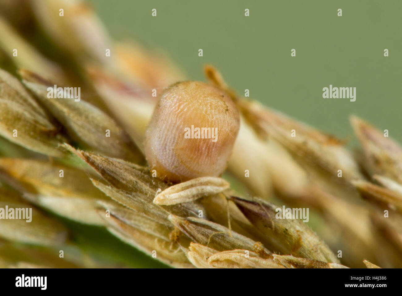 Red-bordered Satyr Gyrocheilus patrobus tritoni Bear Canyon, Santa ...
