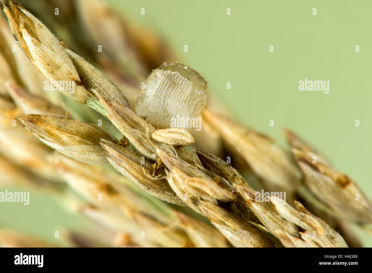 Red-bordered Satyr Gyrocheilus patrobus tritoni Bear Canyon, Santa ...
