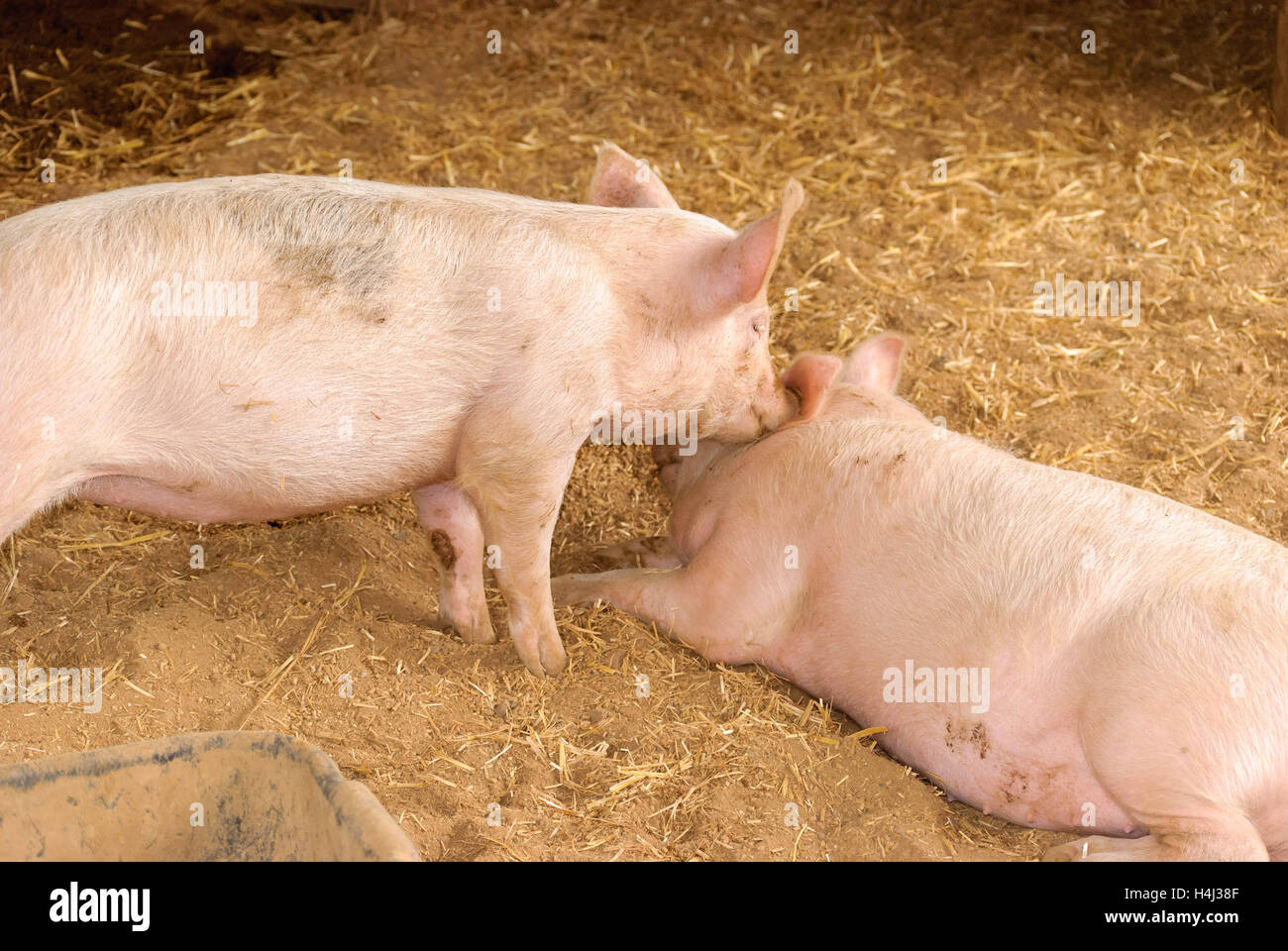 Animal holding pen hi-res stock photography and images - Alamy