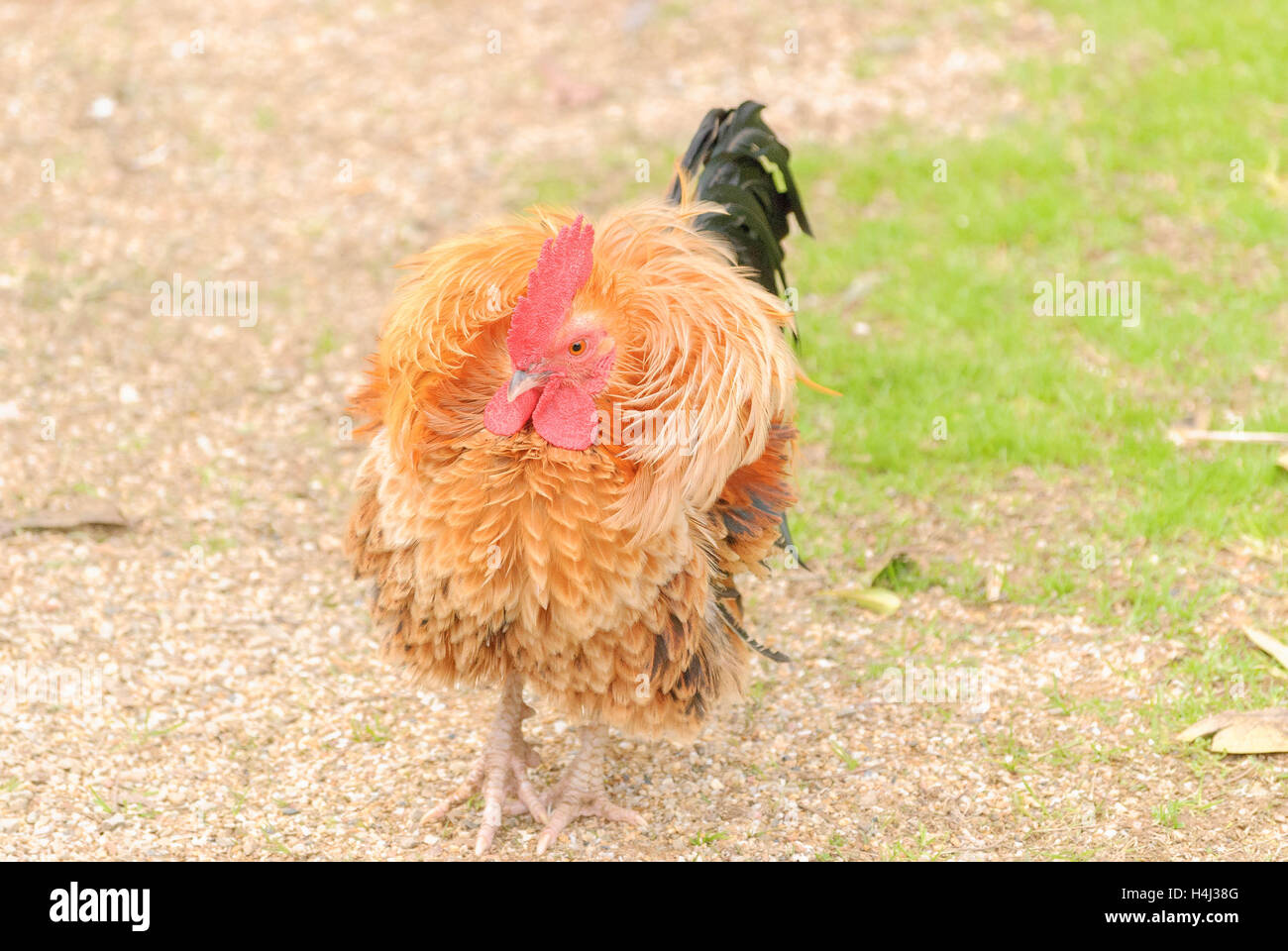 a tiny rooster in a pen with gravel and grass Stock Photo - Alamy