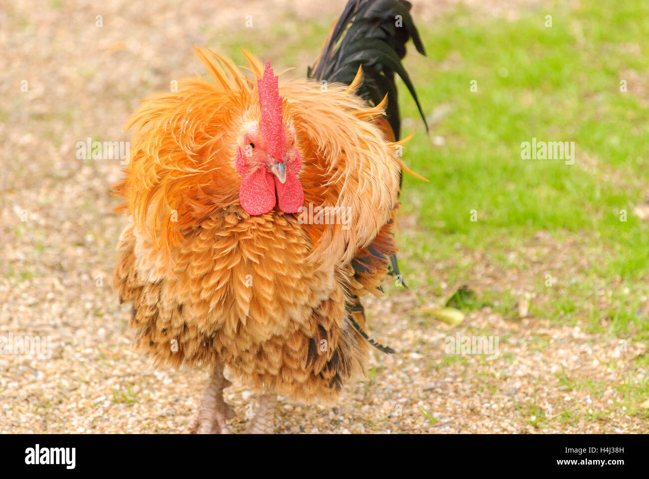 a close up of a small colorful rooster in yard Stock Photo - Alamy