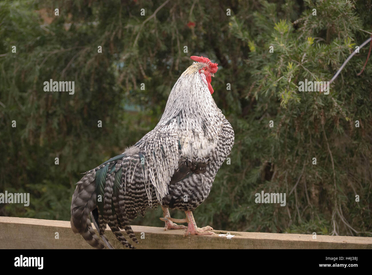 a male rooster standing on a fence rail with trees in background Stock ...