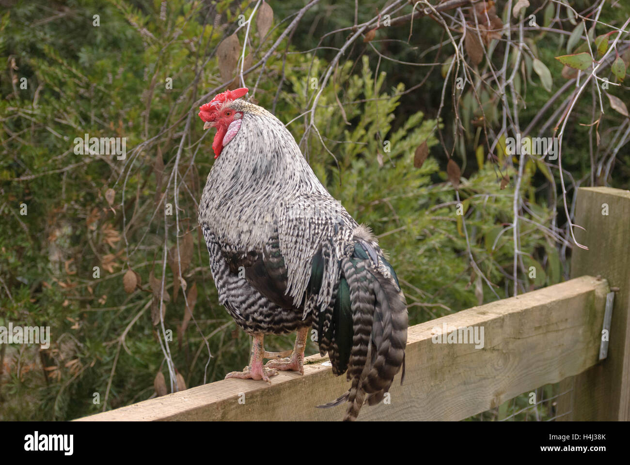 an adult rooster standing on a fence with bushes behind Stock Photo - Alamy