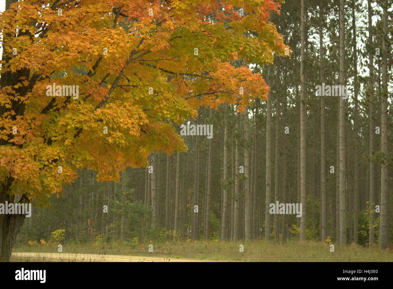 Stand of pine trees hi-res stock photography and images - Alamy