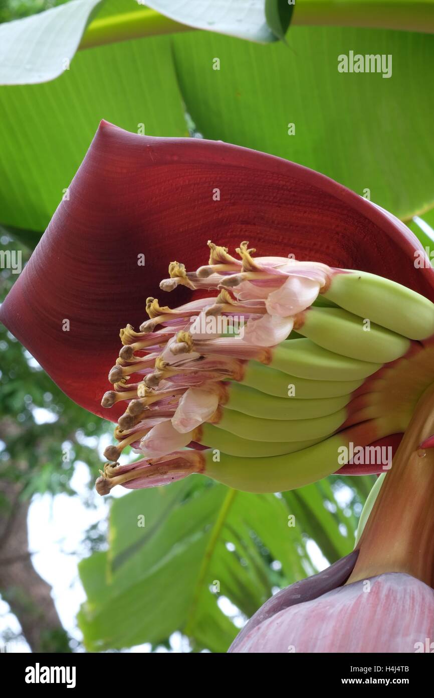Musa acuminata musa balbisiana flower hi-res stock photography and ...