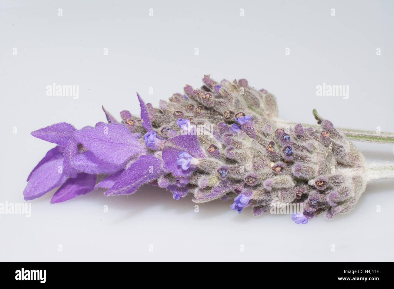 Lavender Flowers Close Up Isolated Stock Photo - Alamy