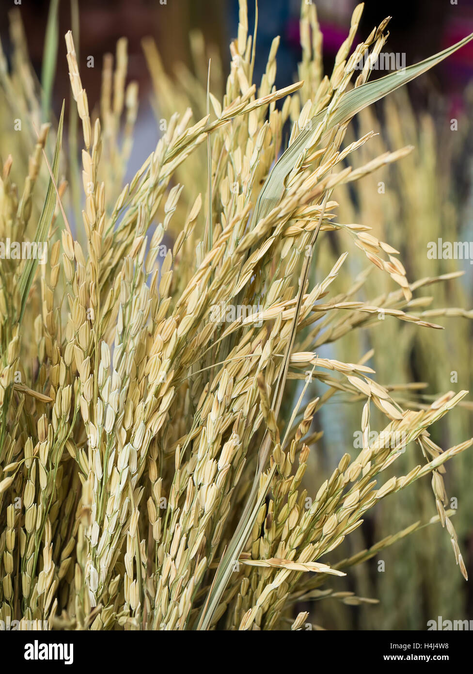 Many Paddy Rice Seed from farmer Stock Photo - Alamy