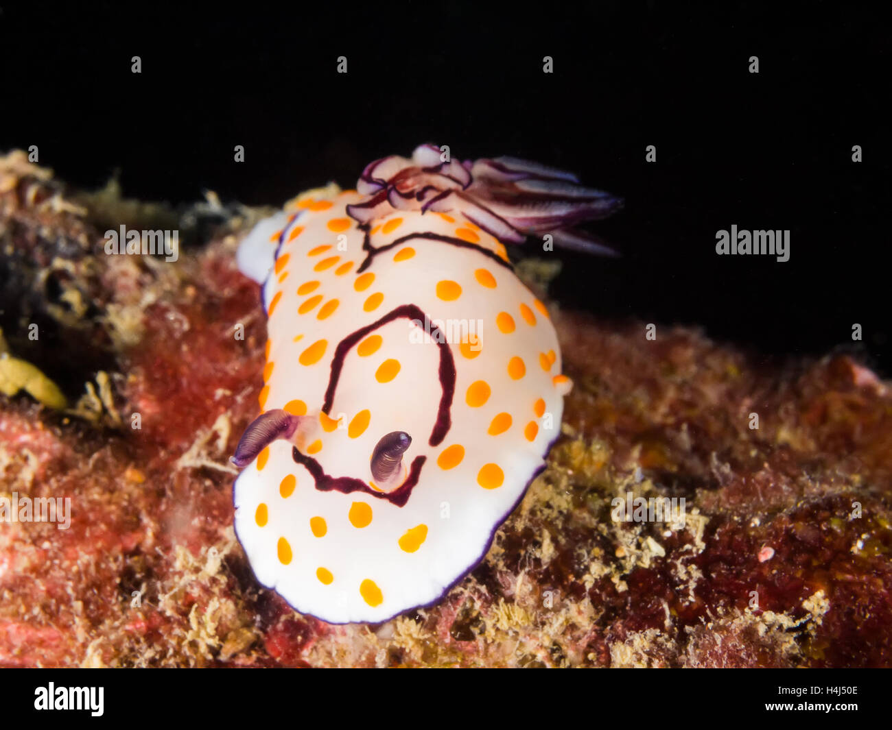 Chromodoris annulata Nudibranch, Sea Slug Stock Photo - Alamy