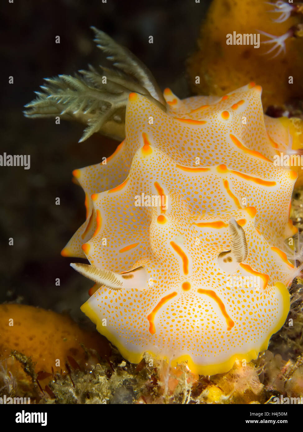 Underwater Seascapte Halgerda batangas Nudibranch, Sea Slug Stock Photo ...