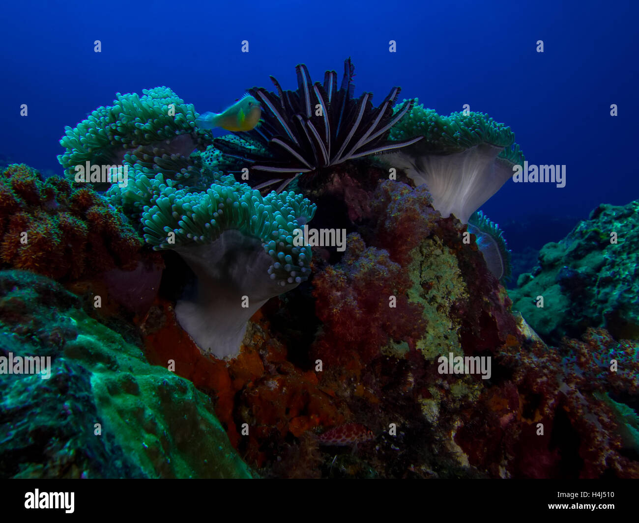 Reef scape hi-res stock photography and images - Alamy