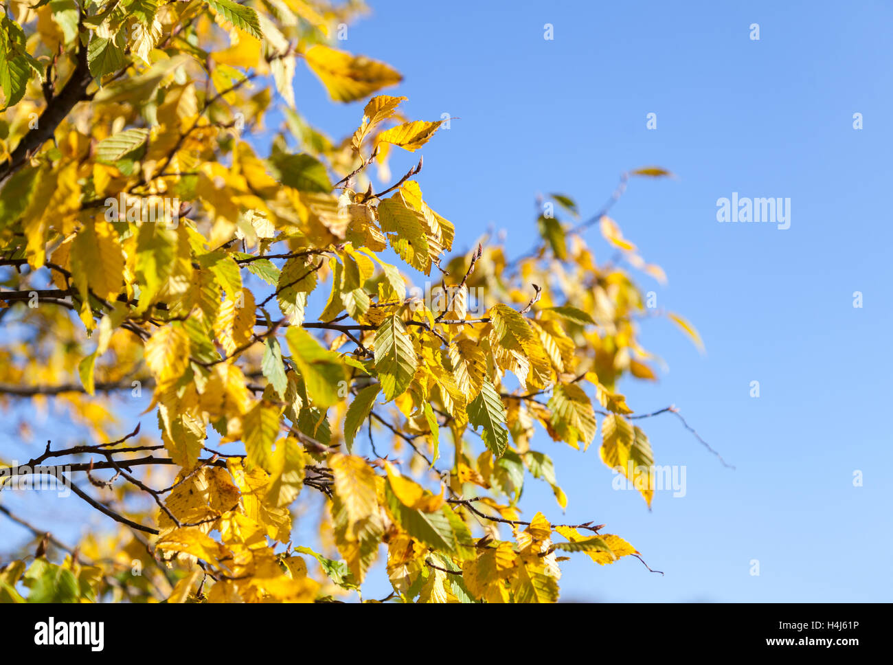 yellow autumn leaves on a tree Stock Photo - Alamy