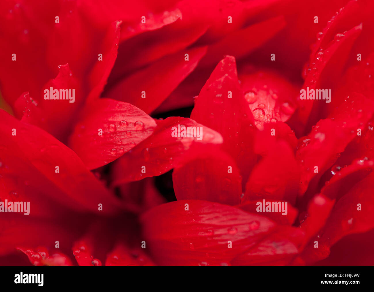 Raindrop on red flower hi-res stock photography and images - Alamy