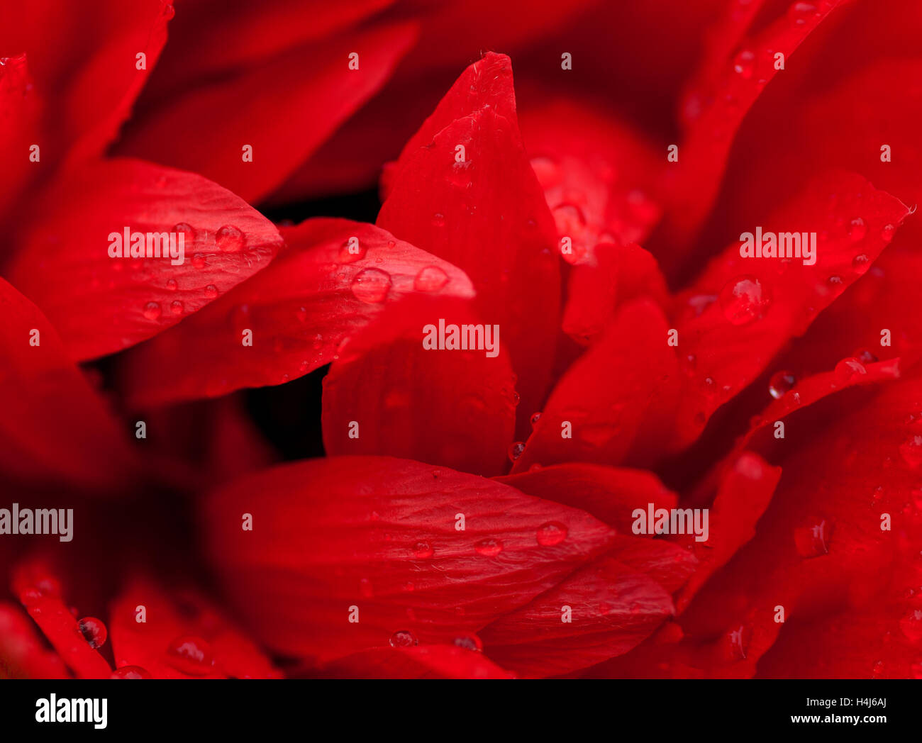 Among Petals. Macro abstract of red daisy flower Stock Photo - Alamy