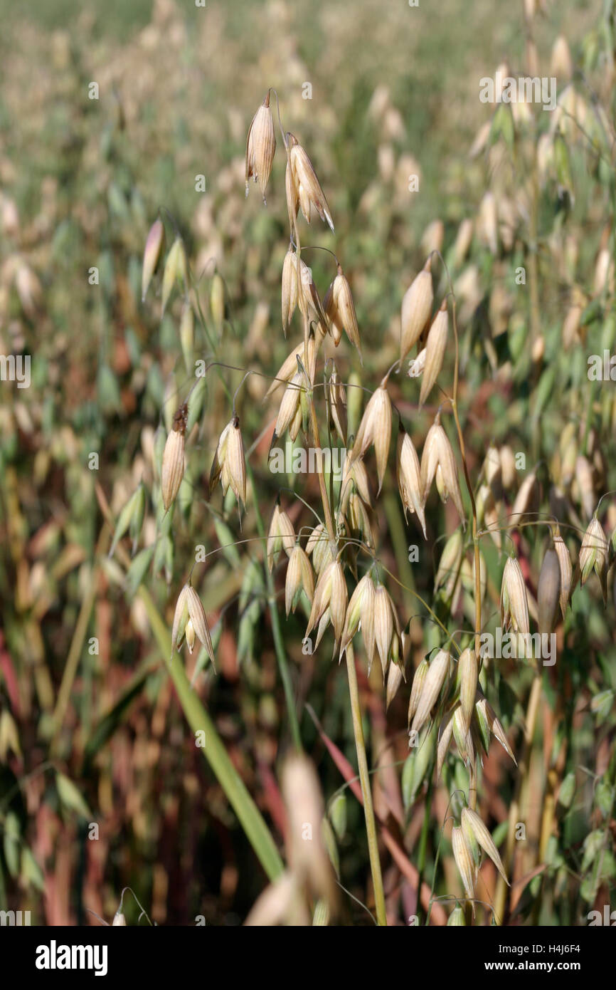 Avena rural hi-res stock photography and images - Alamy