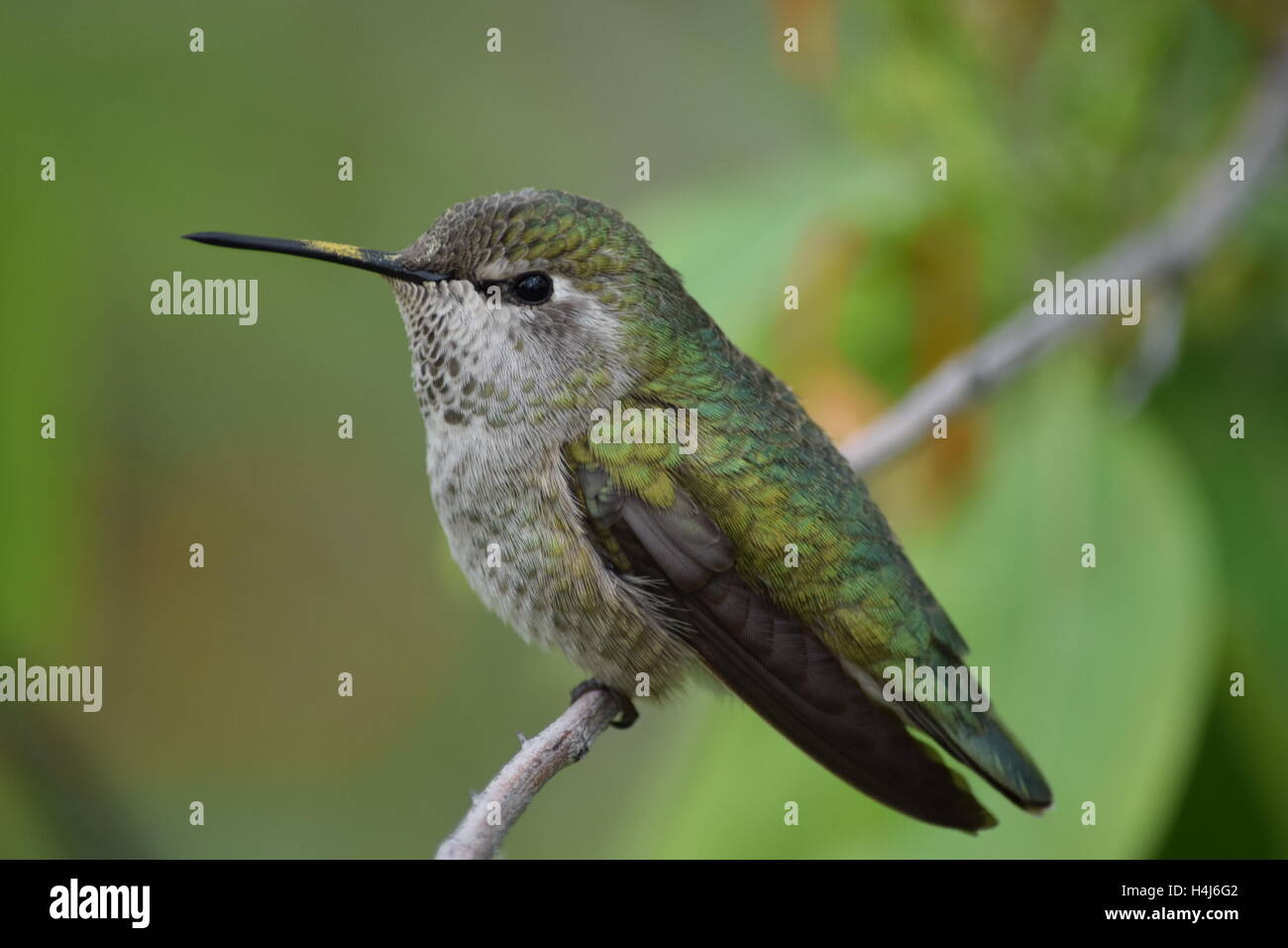Female Anna's Hummingbird Perched Stock Photo - Alamy