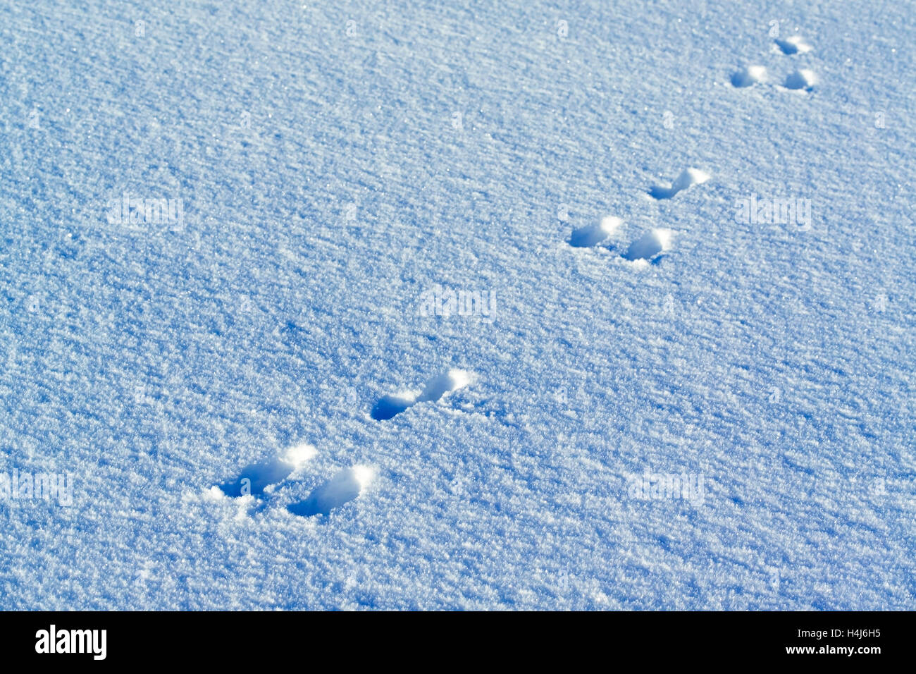 Hare tracks on snow Stock Photo - Alamy