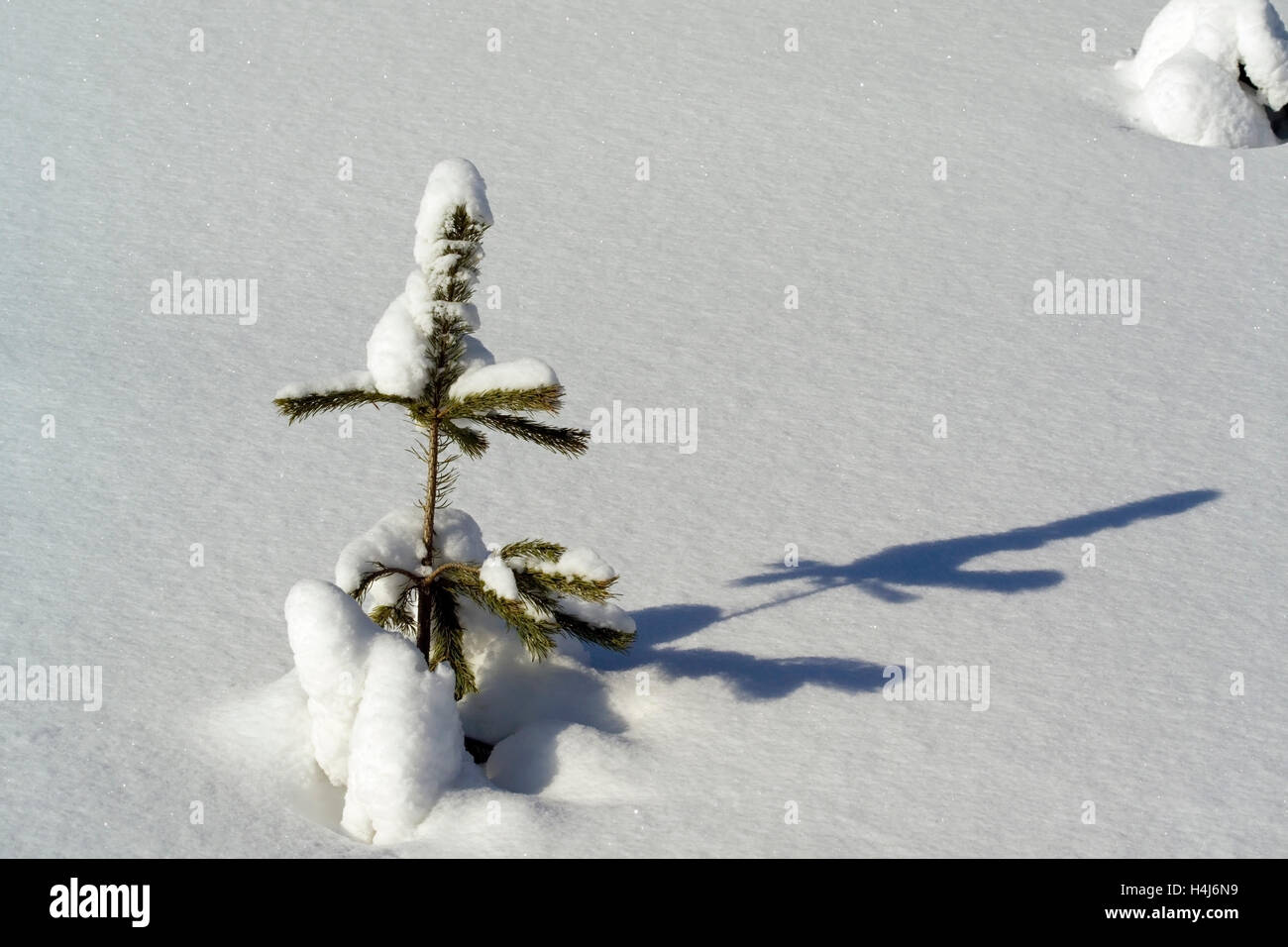 Young pine sapling Stock Photo - Alamy