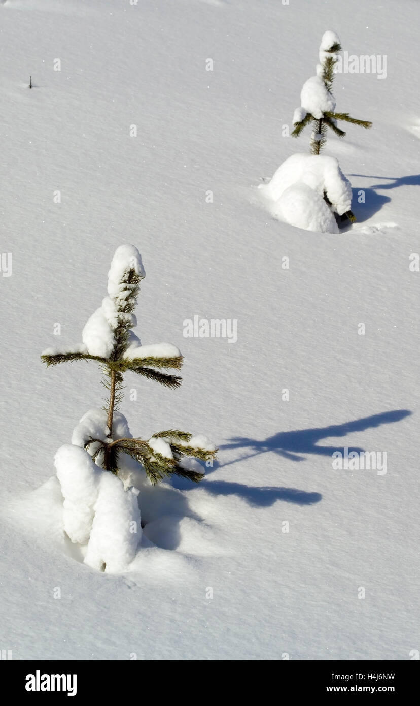 Young pine sapling Stock Photo - Alamy