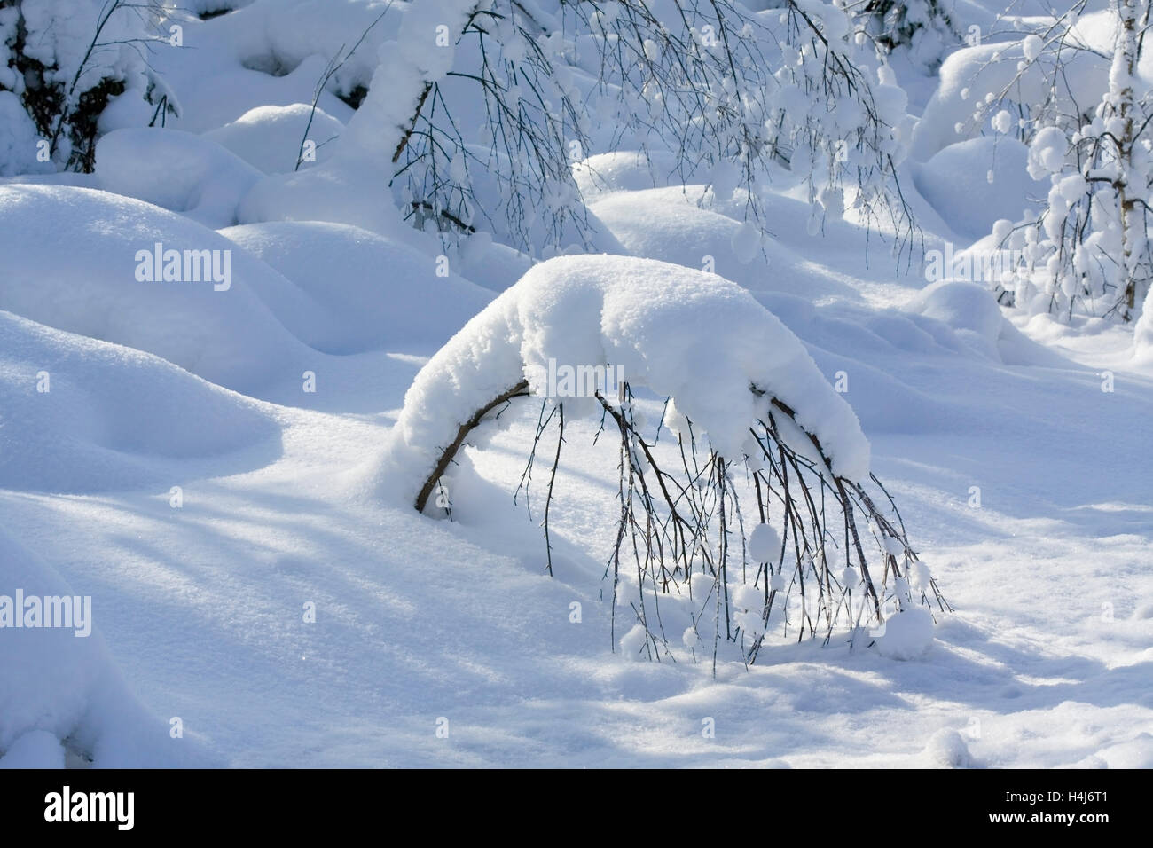 Snow covered forest in sotkamo finland hi-res stock photography and ...
