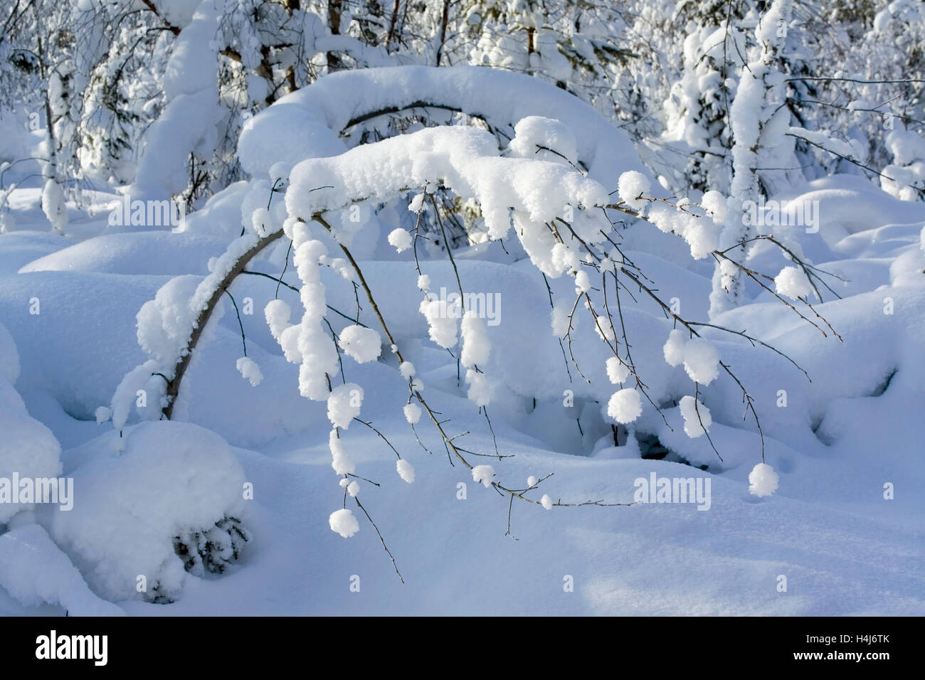 Snow covered forest in sotkamo finland hi-res stock photography and ...