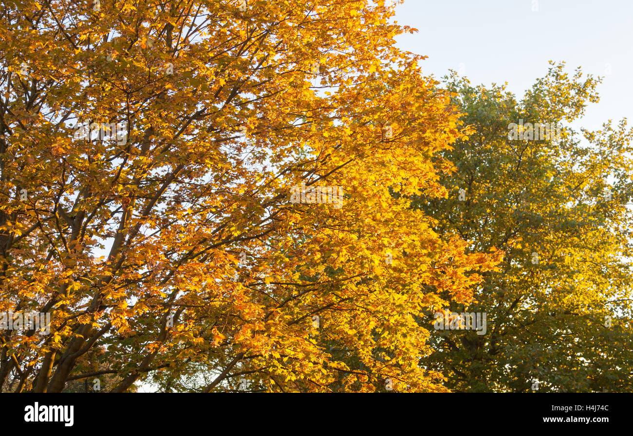 yellow autumn leaves on a tree Stock Photo - Alamy
