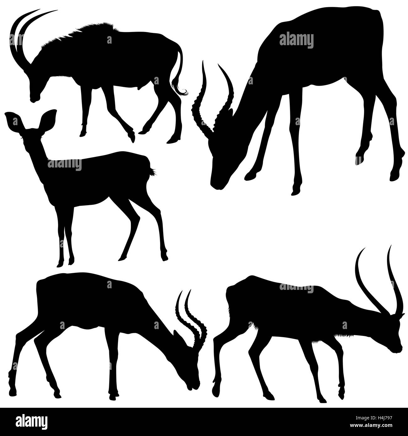 Springbok antelope Stock Vector Images - Alamy