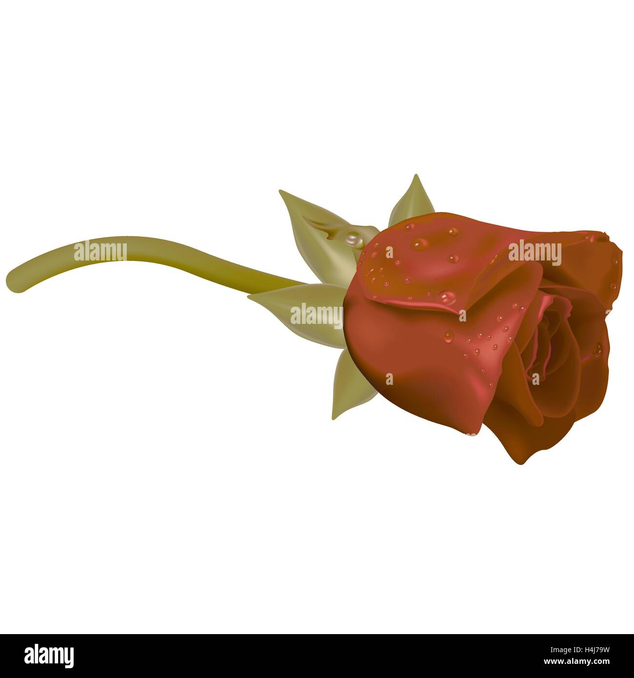 Red rose cut out Stock Vector Images - Alamy