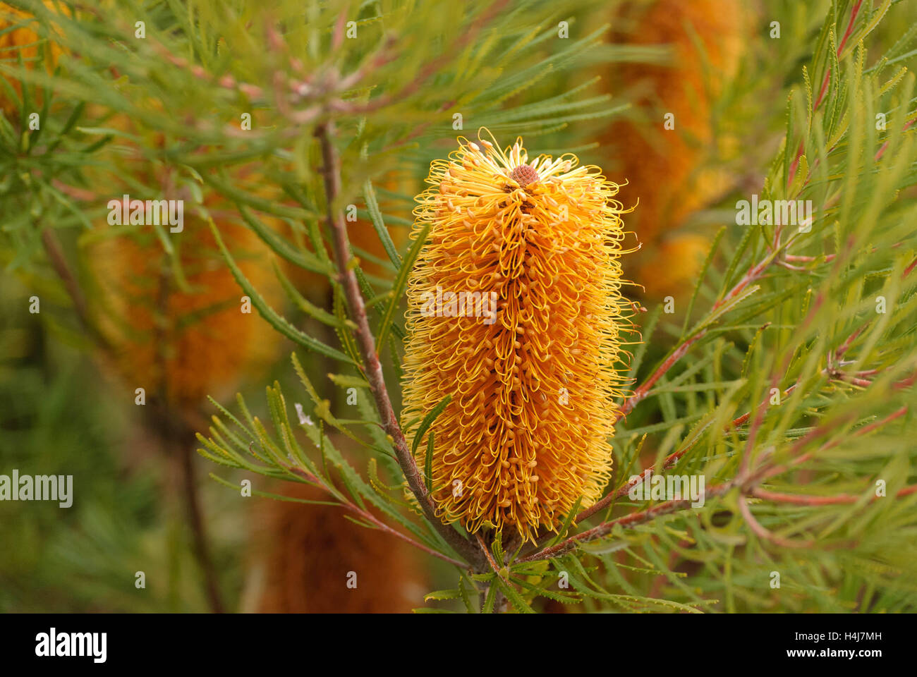 close up of a yellow bottle brush flower on a tree Stock Photo - Alamy