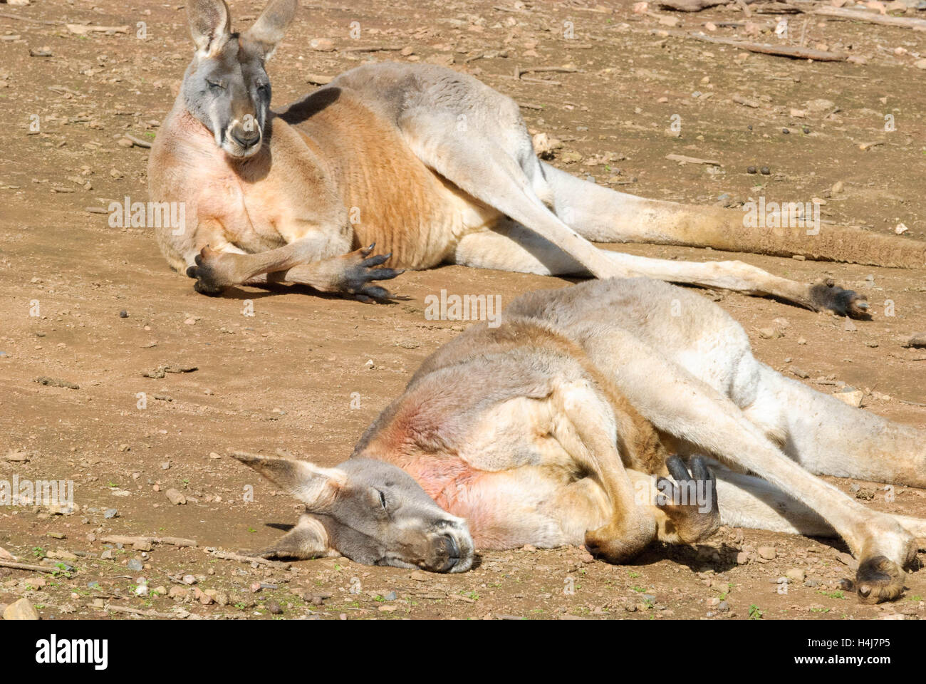 2 male kangaroos resting on the ground in sun Stock Photo - Alamy