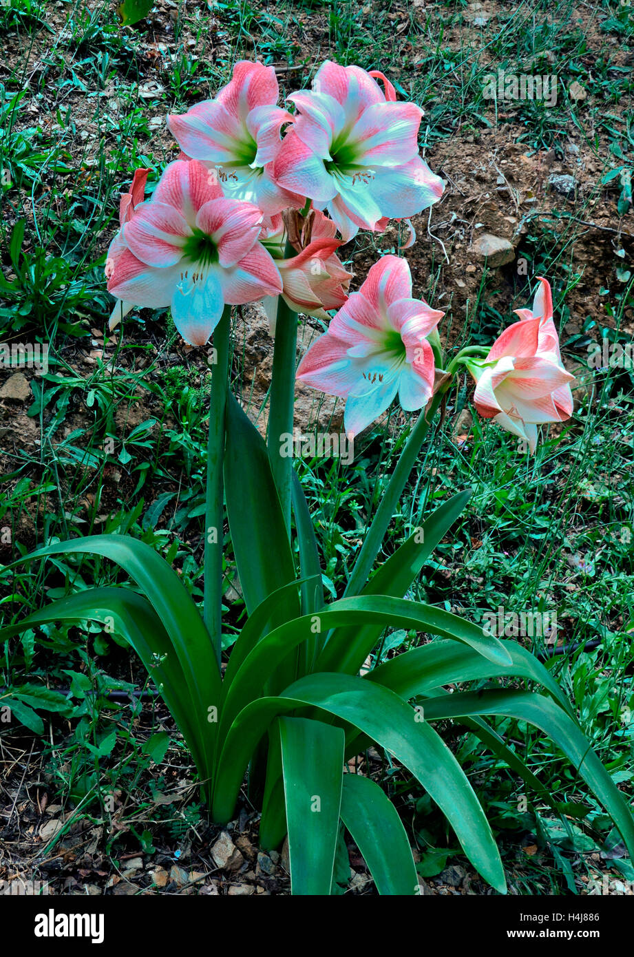 Amaryllis 'Apple Blossom' growing wild in Crete Stock Photo - Alamy