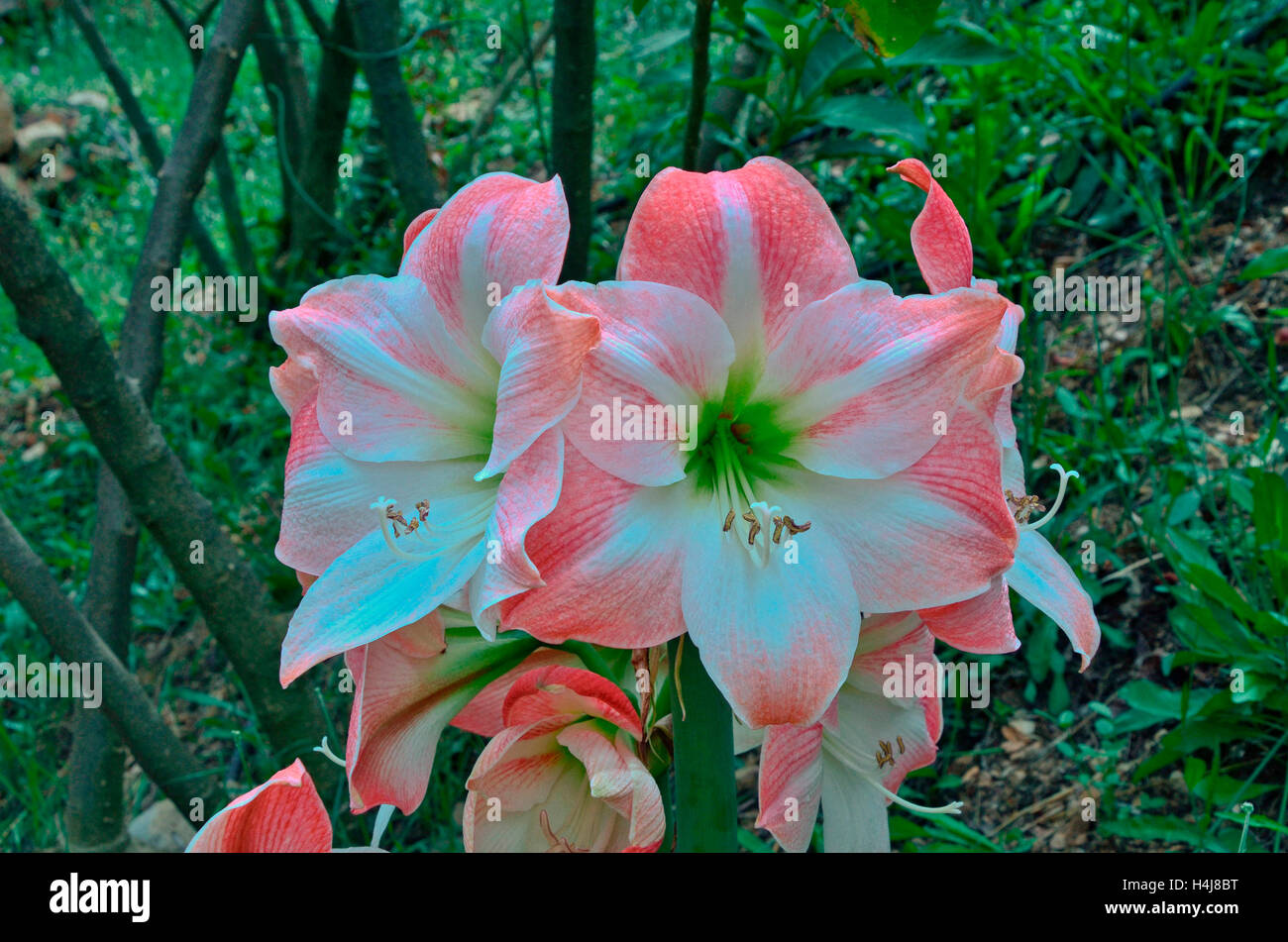 Amaryllis 'Apple Blossom' growing wild in Crete Stock Photo - Alamy