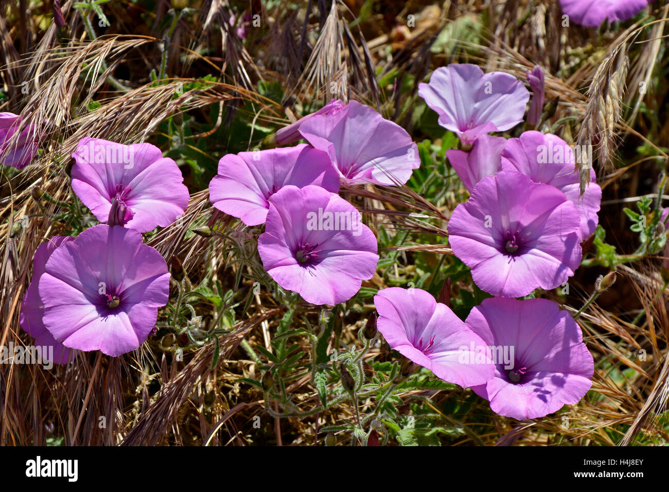 Convolvulus althaeoides growing wild Stock Photo - Alamy