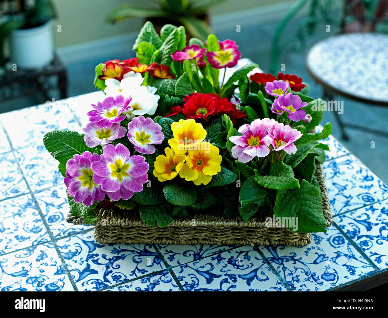 Polyanthus flowers container display hi-res stock photography and ...