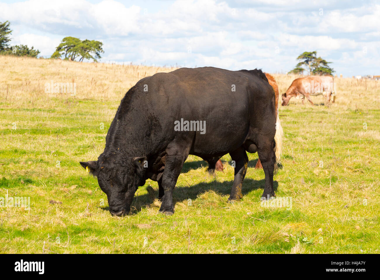Black Bull High Resolution Stock Photography and Images - Alamy