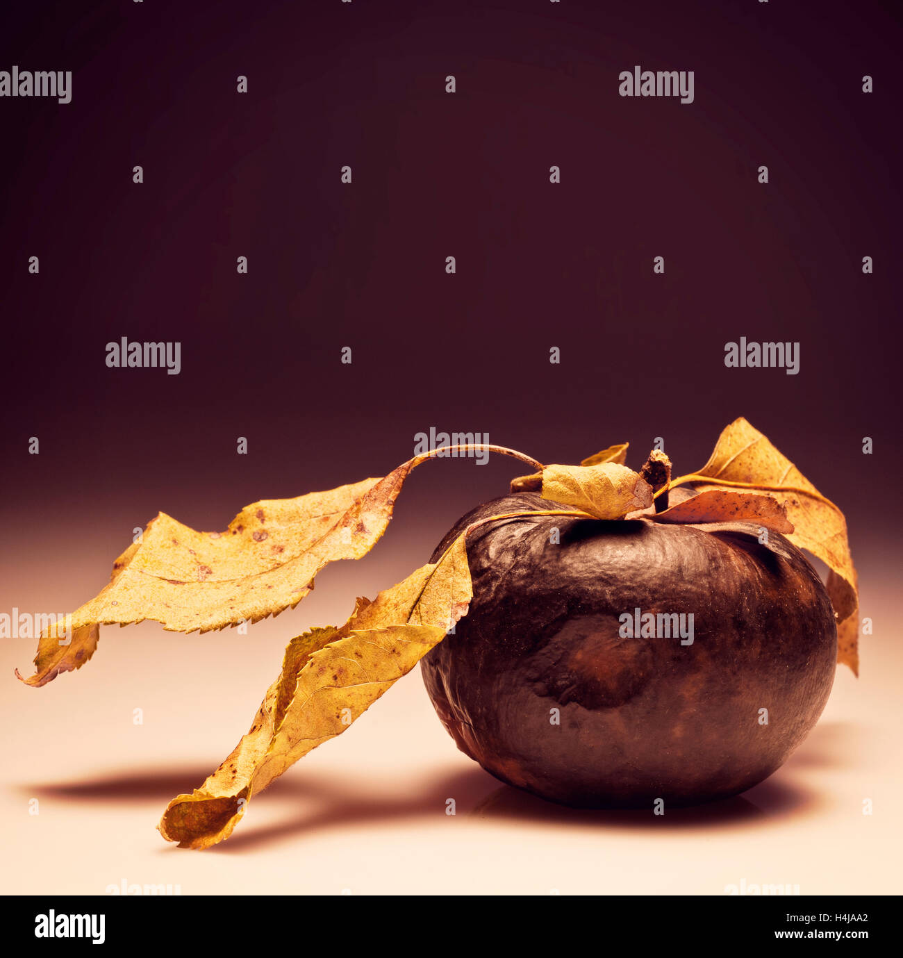 Rotten leaf hi-res stock photography and images - Alamy