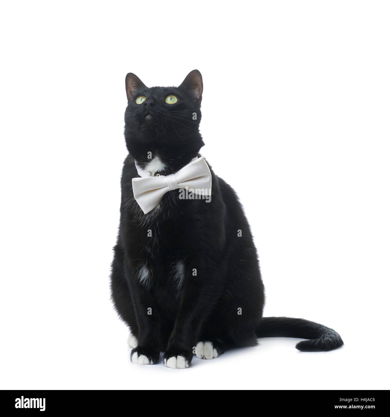 Sitting black cat isolated over the white background Stock Photo - Alamy