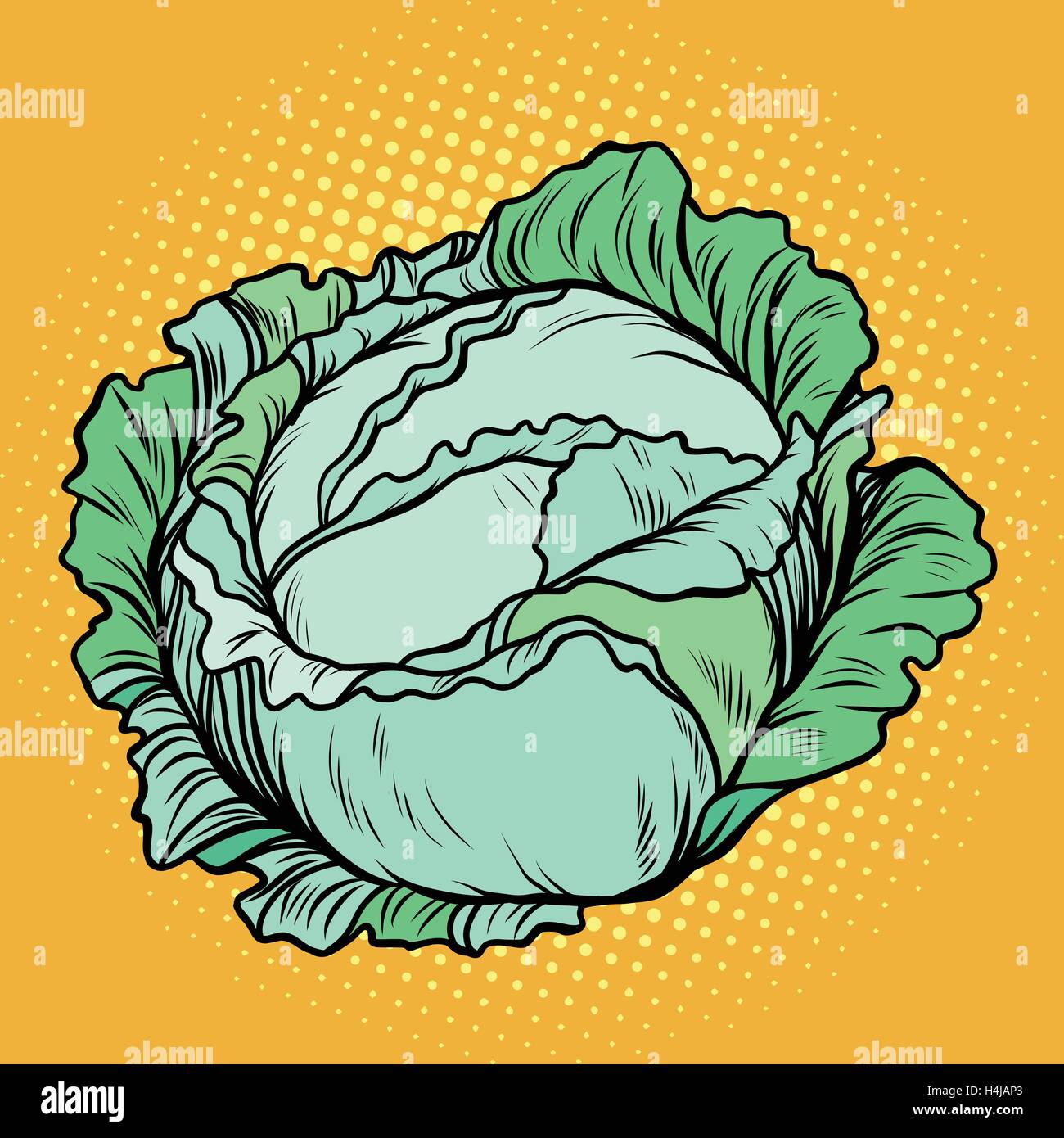 Cabbage, healthy vegetarian food, farm product Stock Vector Image & Art ...