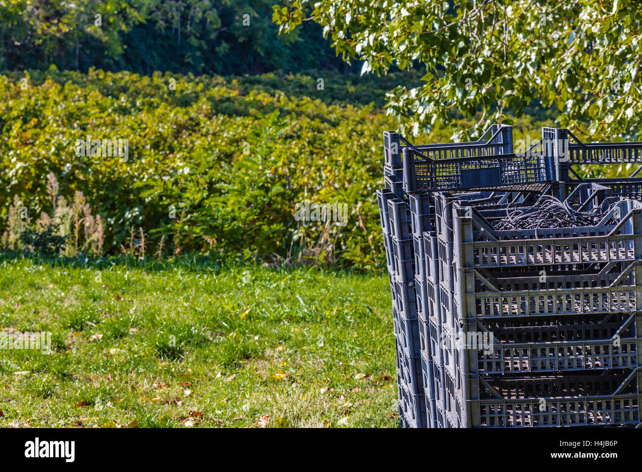 agricultural landscape, plastic crates for fruit picking in front of ...