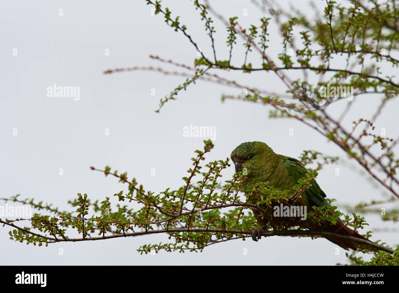 Austral Parakeet (Enicognathus ferrugineus Stock Photo - Alamy