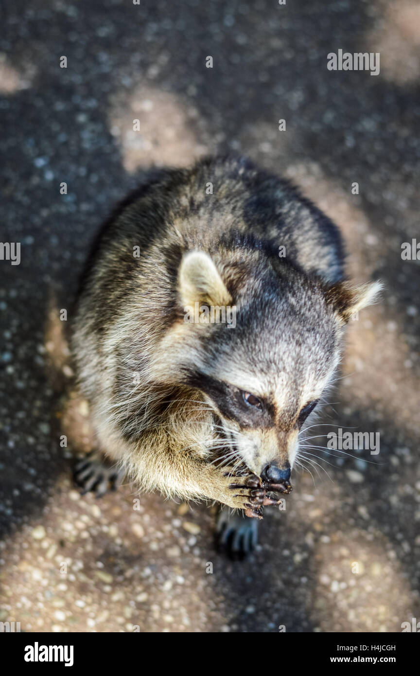 Eating Raccoon top view - Procyon lotor Stock Photo - Alamy